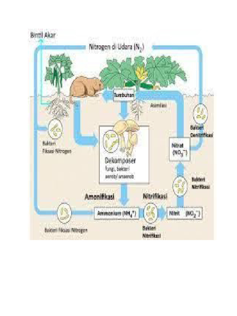 Daur Biogeokimia Nitrogen | PDF