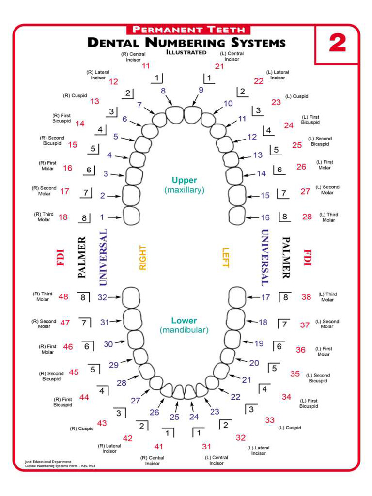Teeth Numbering Systems | PDF