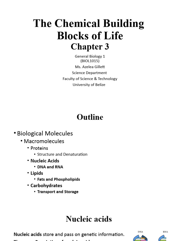Building Blocks of Life: Nucleic Acids & Lipids | PDF | Carbohydrates ...