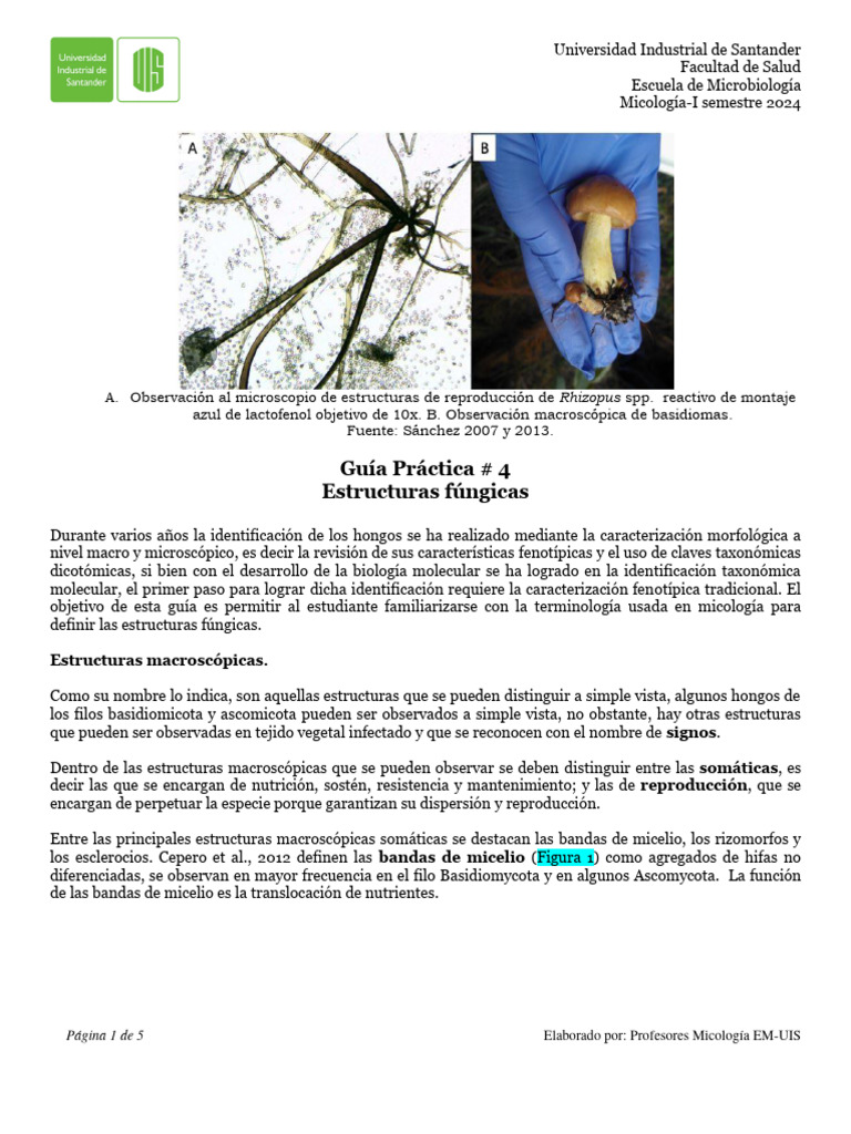 Guía 4 | PDF | Hongo | Anatomía