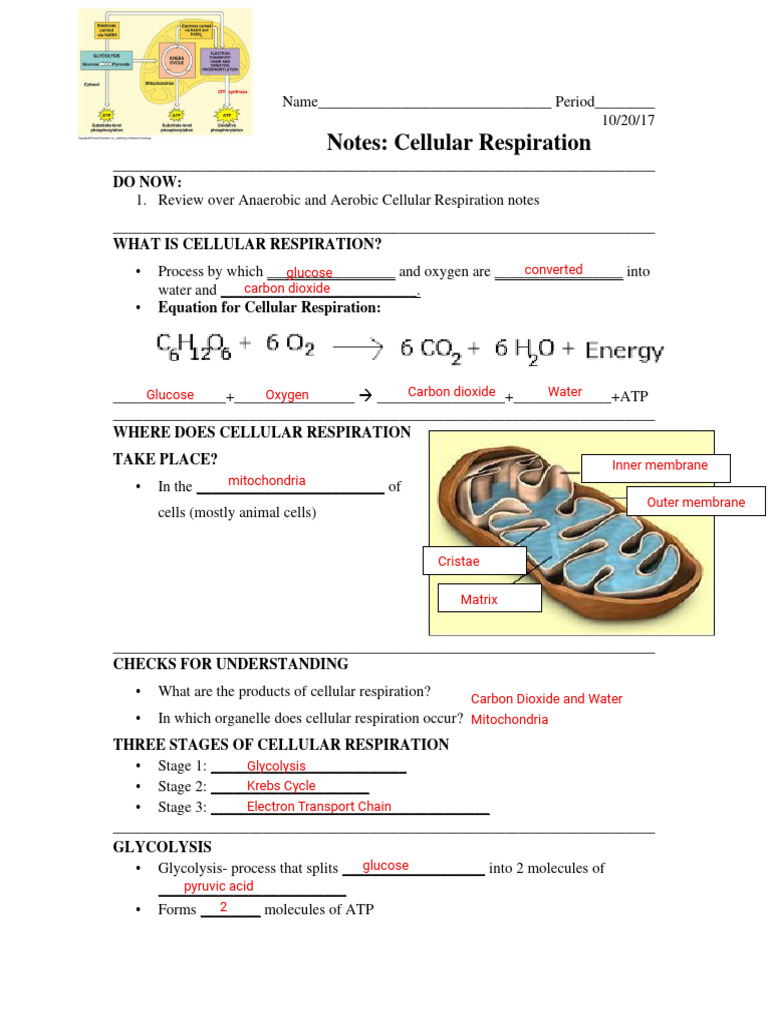 Kami Export - Angelina Lopez - Cellular Respiration Notes 10.20.17 ...