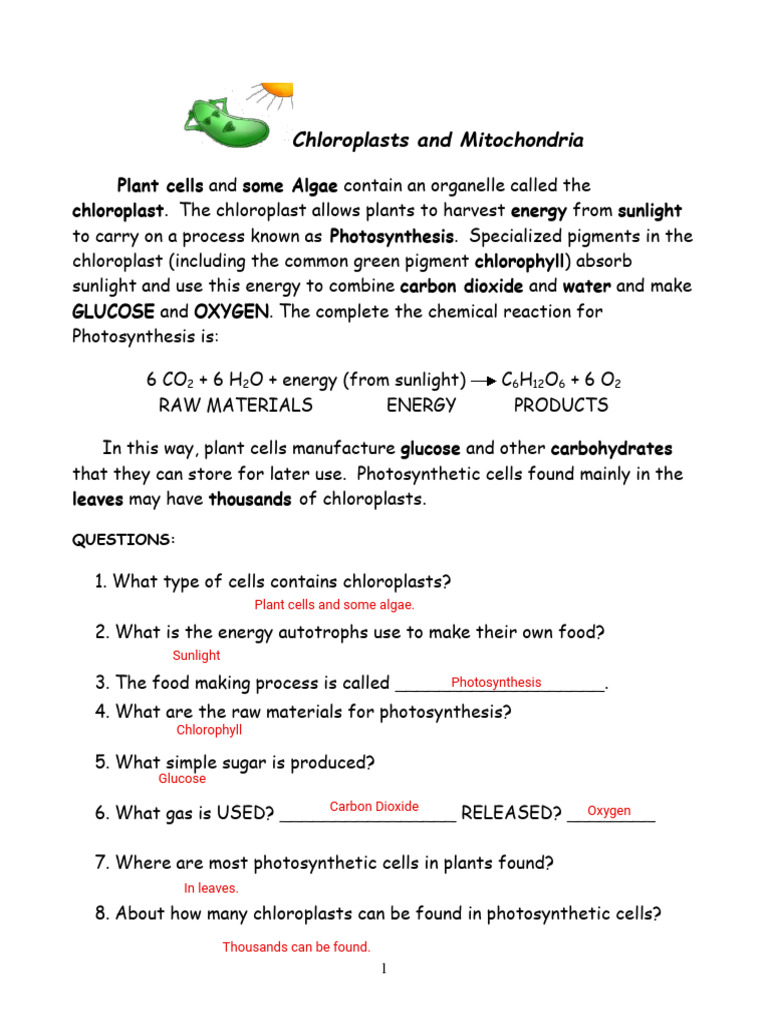Kami Export - Angelina Lopez - Chloroplasts - and - Mitochondria ...