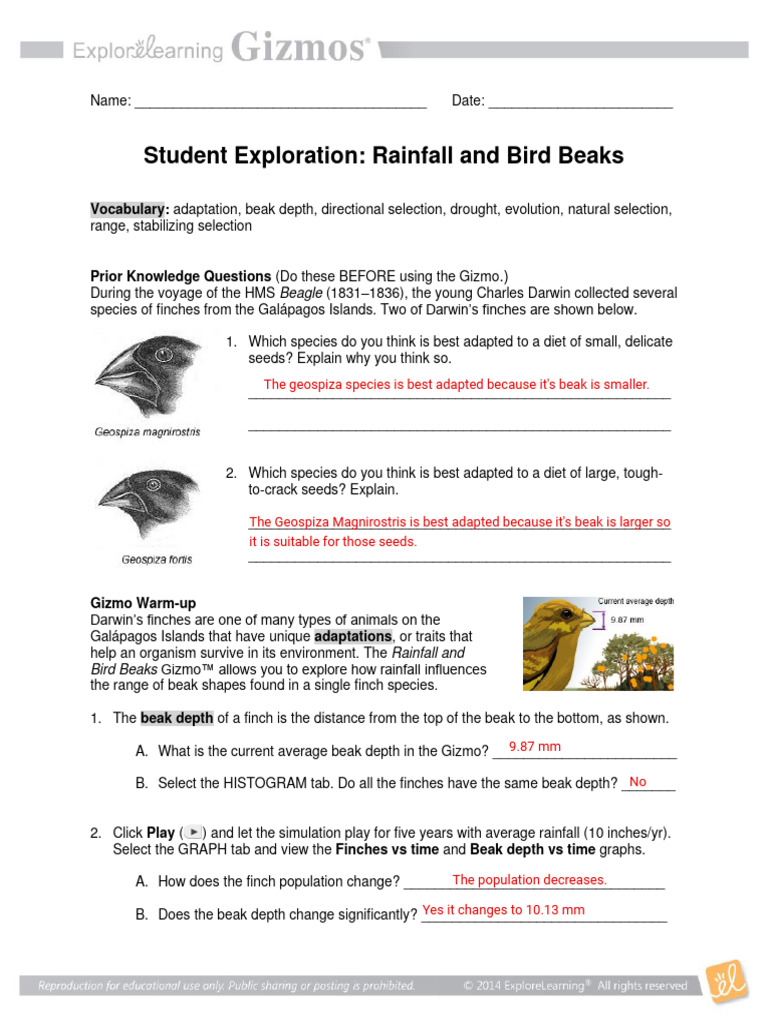 Kami Export - Angelina Lopez - RainfallBirdBeaksSE | PDF | Rain | Biology