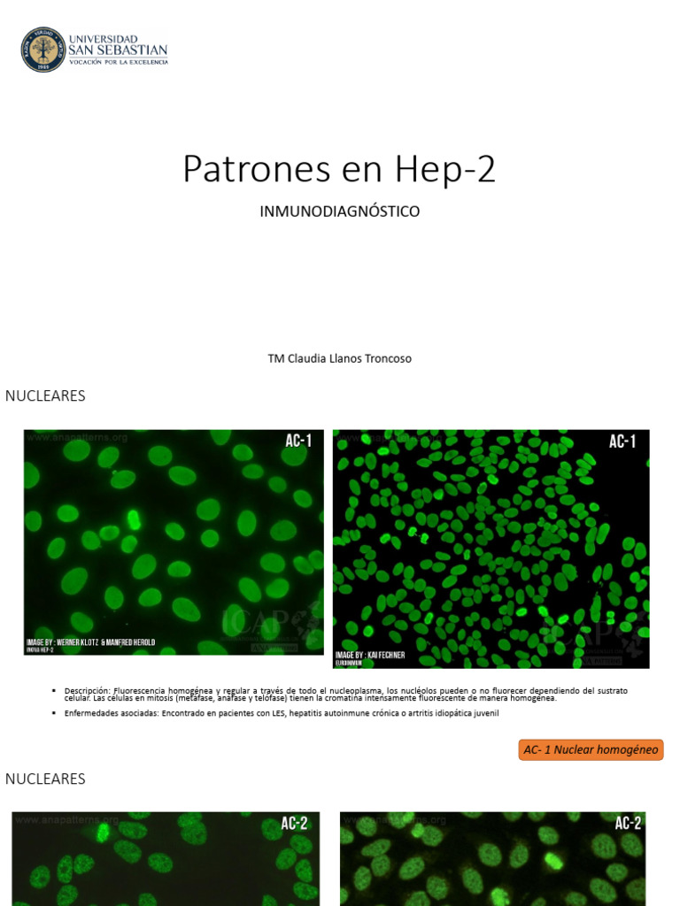 Patrones en Hep-2 | Descargar gratis PDF | Mitosis | Nucleo celular
