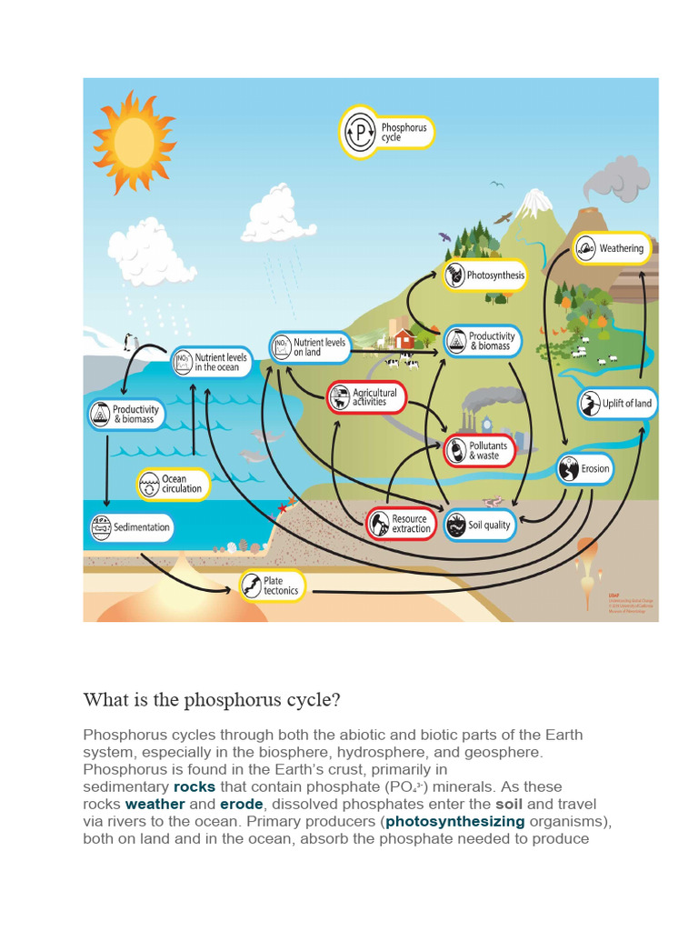 Phosphorous Cycle | Download Free PDF | Soil | Phosphorus