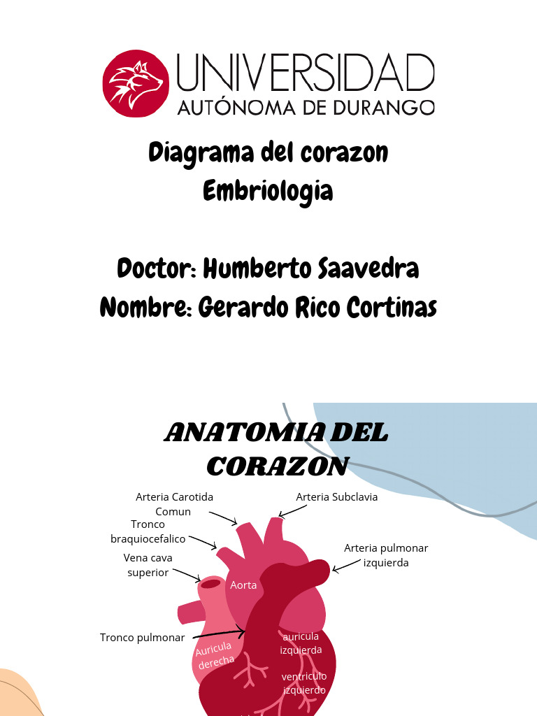 Diagrama del corazon | PDF | Corazón | Sistema circulatorio
