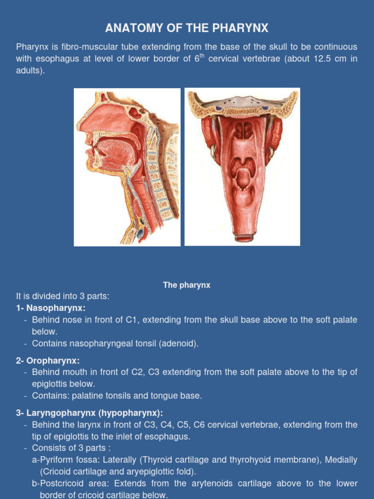 11-The Pharynx | PDF | Esophagus | Diseases And Disorders