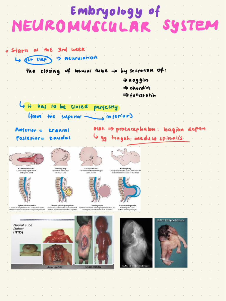 Embryology Neuromuscular | PDF | Nervous System | Spinal Cord