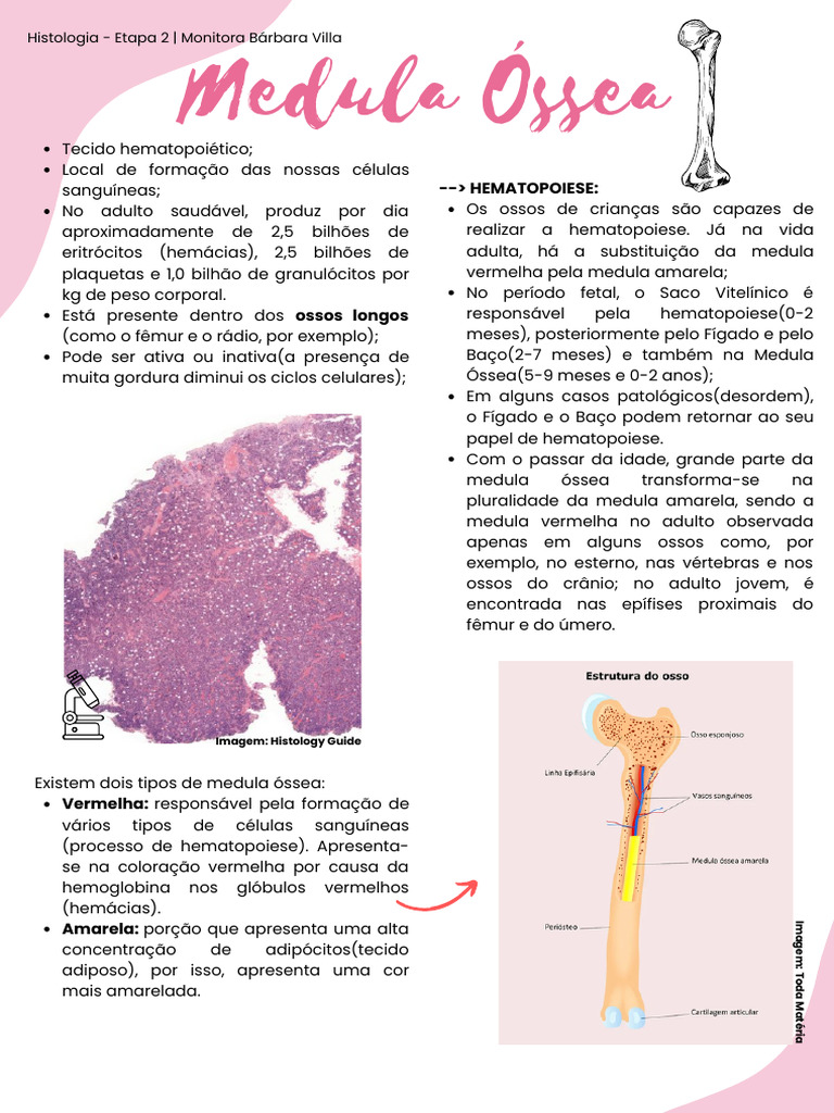 MEDULA ÓSSEA | PDF | Hematopoiese | Medula óssea