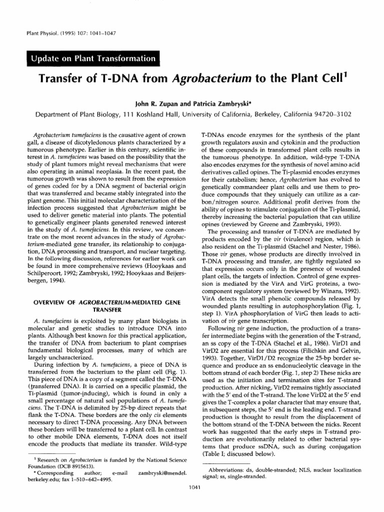 Transfer of T-DNA From Agrobacterium To The Plant Cell | PDF | Cell ...