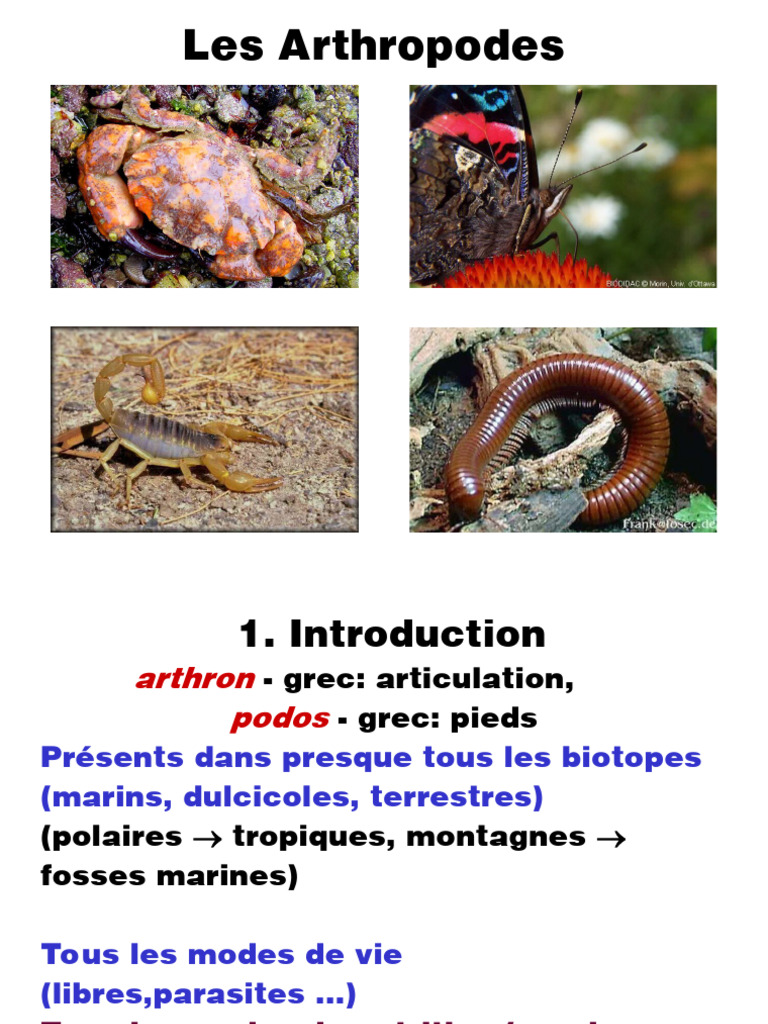 Anatomie et Importance des Arthropodes | PDF | Zoologie | Arthropodes