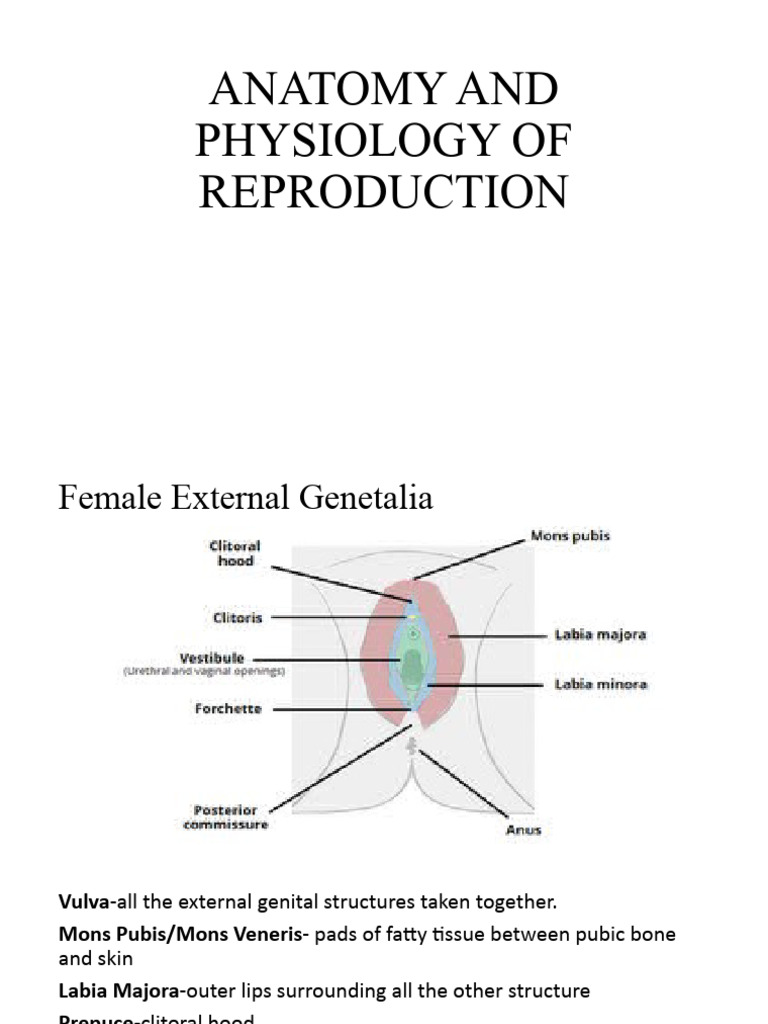 Anatomy and Physiology of Reproduction | PDF