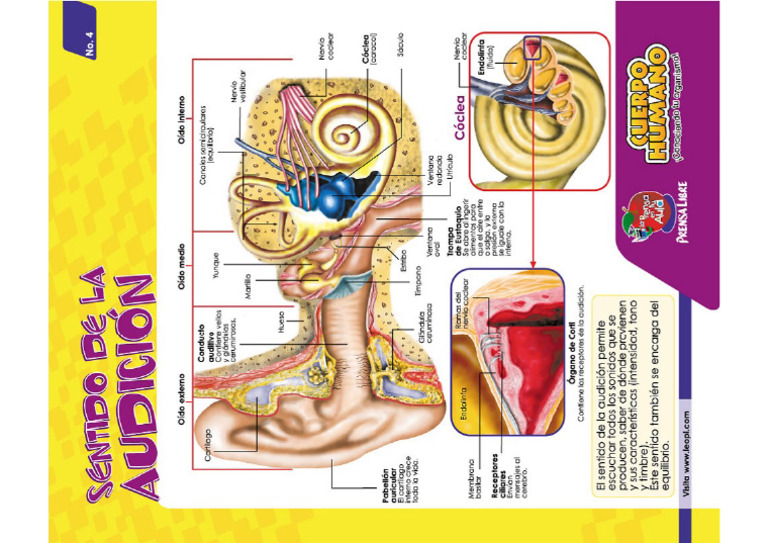 El sentido del oido | PDF