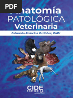 Atlas Del Desarrollo Embrionario Del Perro Embriologia - Compress | PDF ...