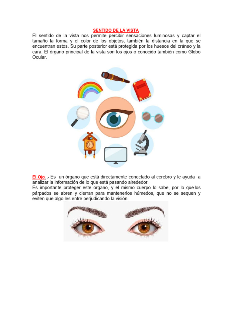 Sentido de La Vista | PDF | Ojo humano | Ojo