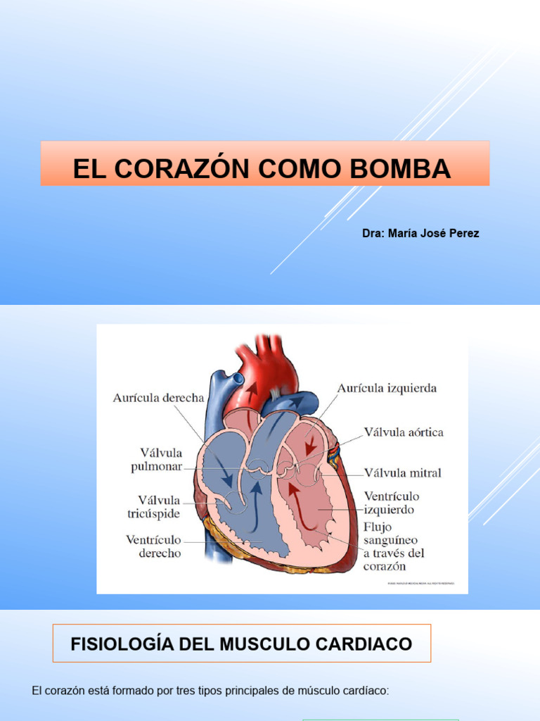 Estructura y función del corazón como bomba | PDF | Corazón | Potencial ...