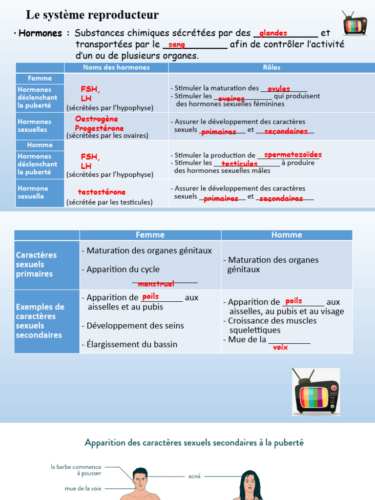 Système Reproducteur | PDF