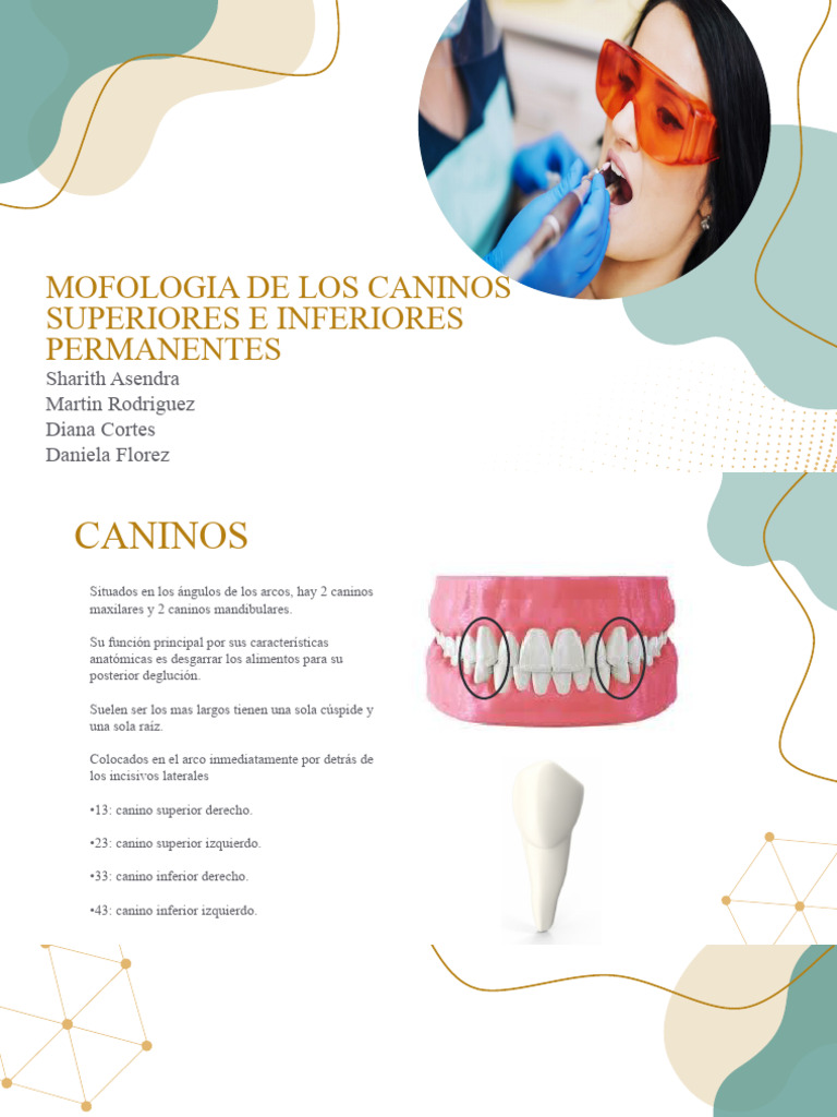 seminario canino | PDF | Anatomia dental | Diente