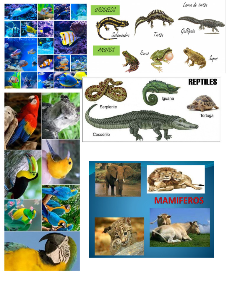 Anfibios | PDF