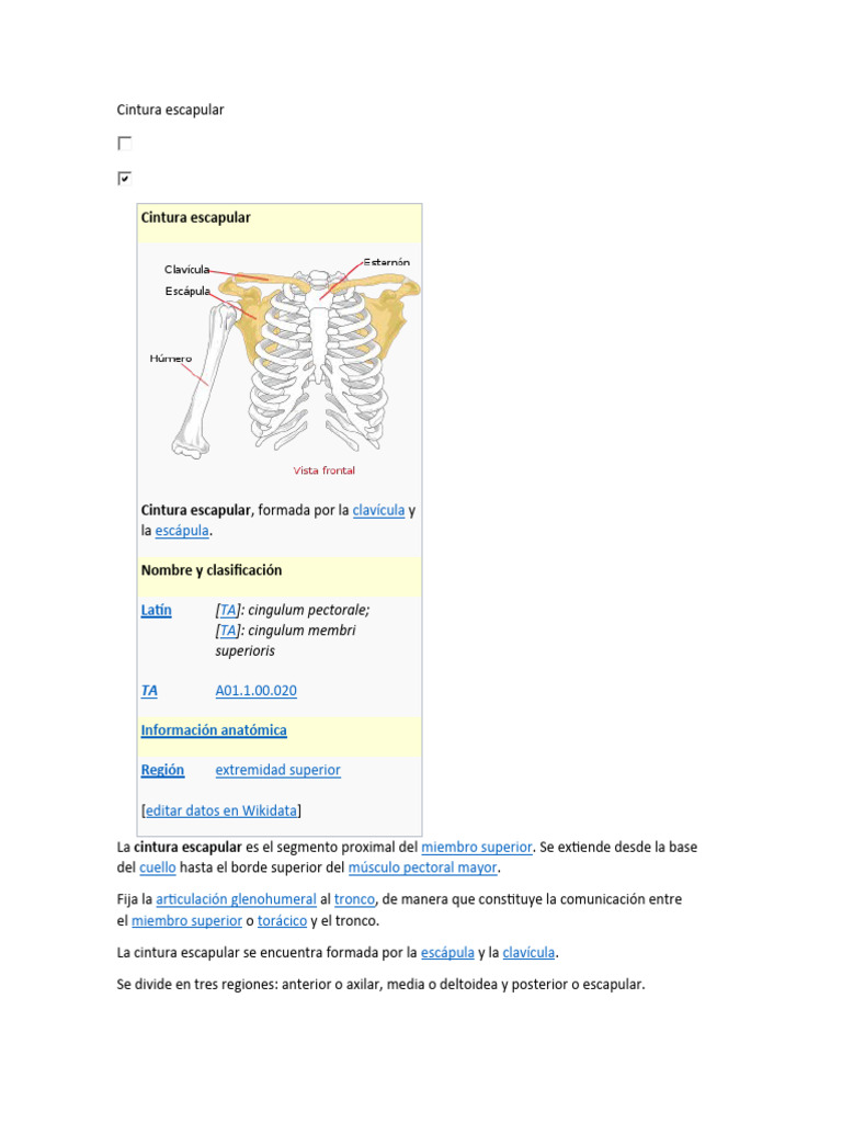 Anatomía de la Cintura Escapular | PDF | Sistema musculoesquelético ...