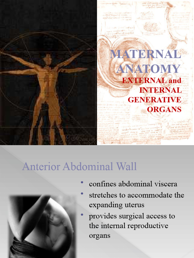 Physio-OB-Maternal-Anatomy-External-and-Internal-Generative-Organs-PPT-2-copy | PDF | Vagina ...