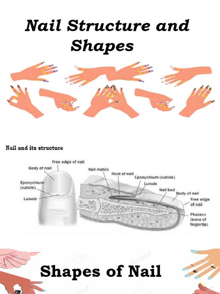 Nail Care - Module 3 | PDF