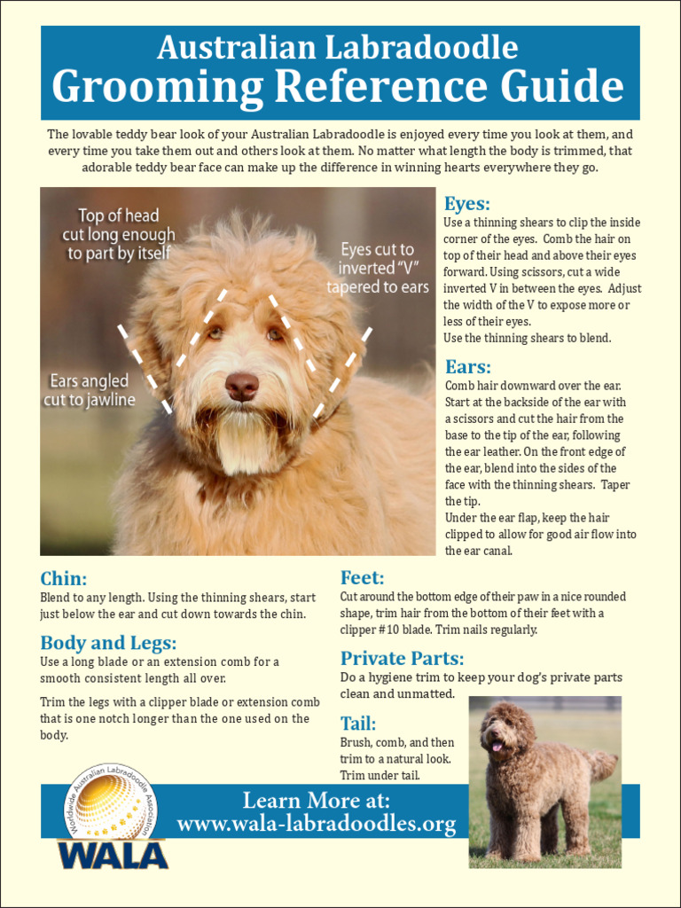Grooming Reference Guide: Australian Labradoodle | PDF | Scissors | Hair