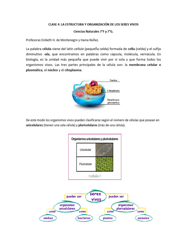 Clase 4 Funciones Vitales de Los Seres Vivos | PDF | Biología Celular ...
