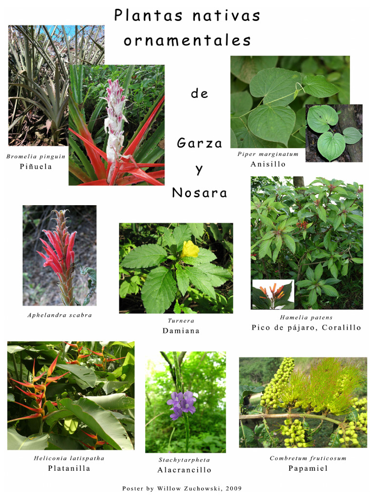 Nosar Poster 1 SM | PDF