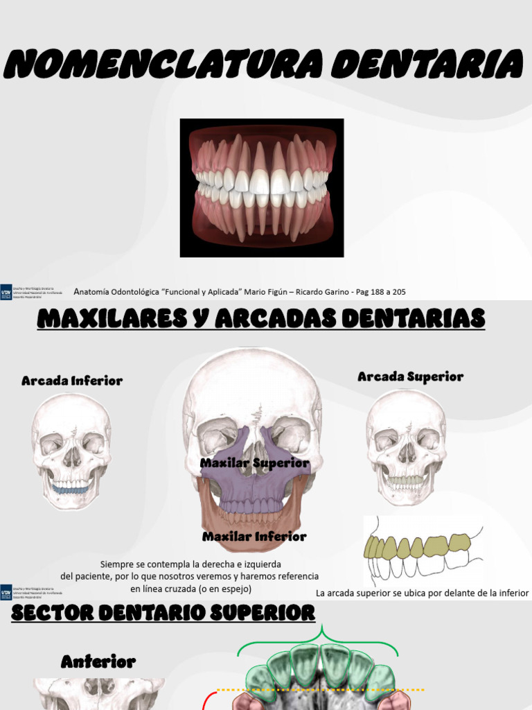 Nomenclatura Dentaria | PDF | Anatomía humana | Odontología