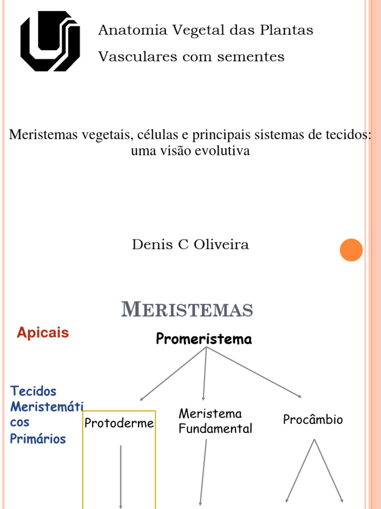 Meristemas Apicais e Tecidos Primários | PDF | Fisiologia Vegetal ...