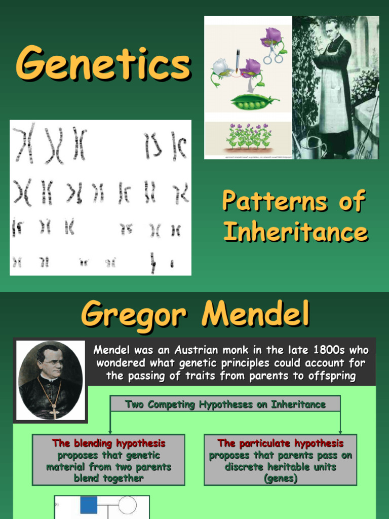 Genetics | PDF | Dominance (Genetics) | Allele