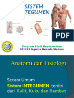 Anatomi Sistem Integumen | PDF