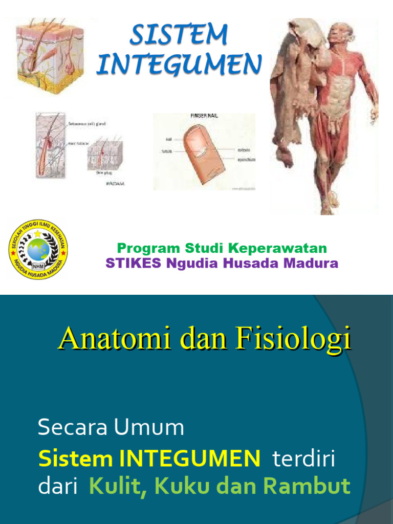 Struktur dan Fungsi Kulit Manusia | PDF