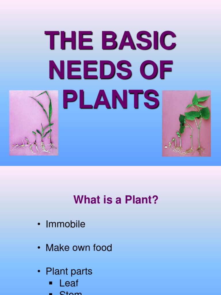 4-Basic Needs of Plants | Download Free PDF | Stoma | Plant Nutrition