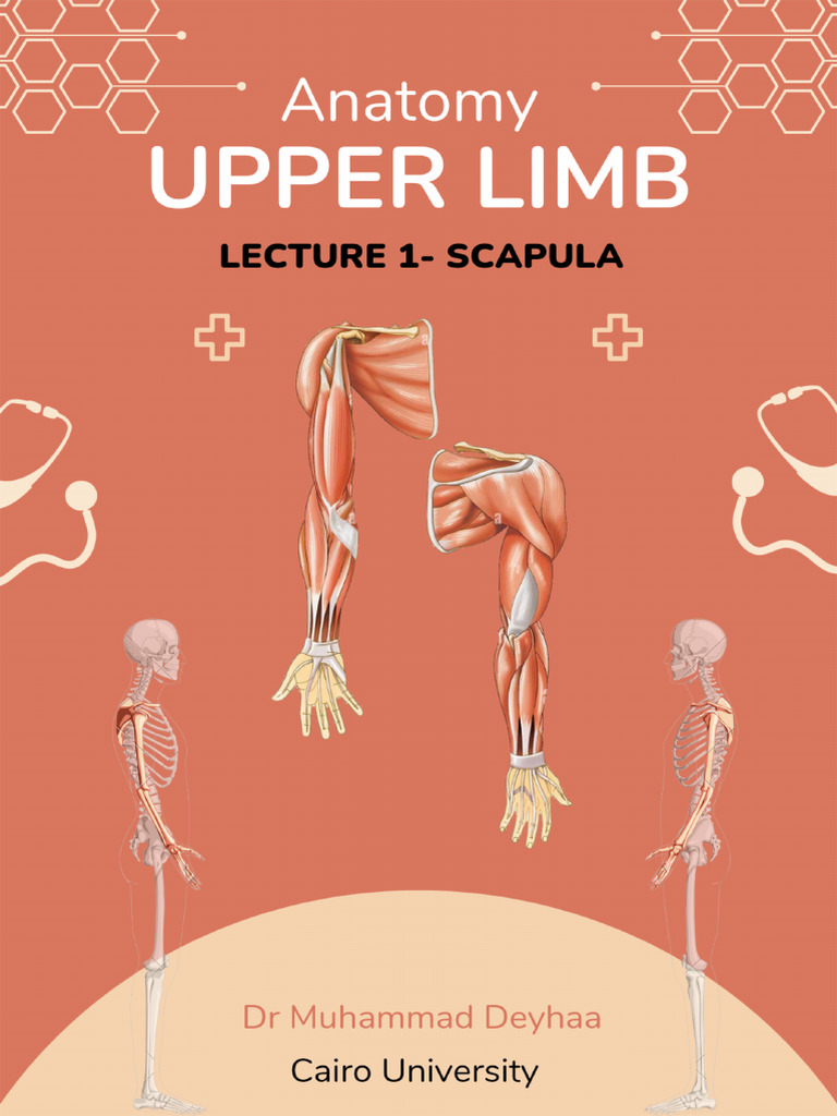 Anatomy (101) (Upper Limb - (1) Scapula) DR - Mu.deyhaa | PDF