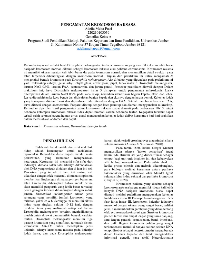Laprak Kromosom Raksasa Fix | PDF | Griya & Taman | Kesehatan Holistik