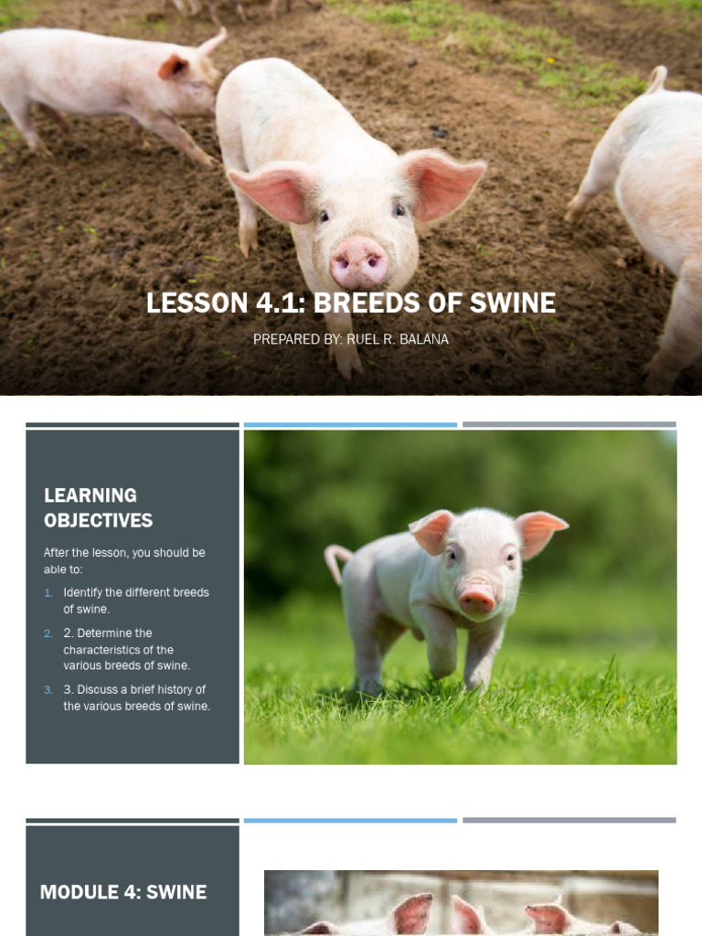 Lesson 4.1 Swine | PDF | Pig | Domestication