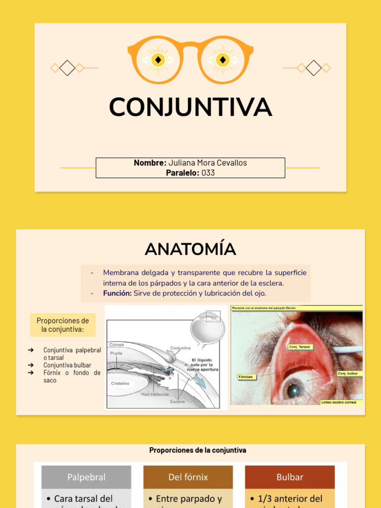 Conjuntiva | PDF | Epitelio | Ojo