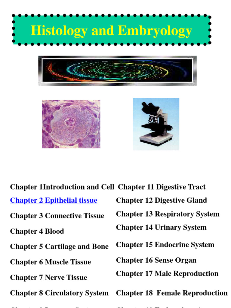 Epithelial Tissue Practice | PDF | Epithelium | Organ (Anatomy)