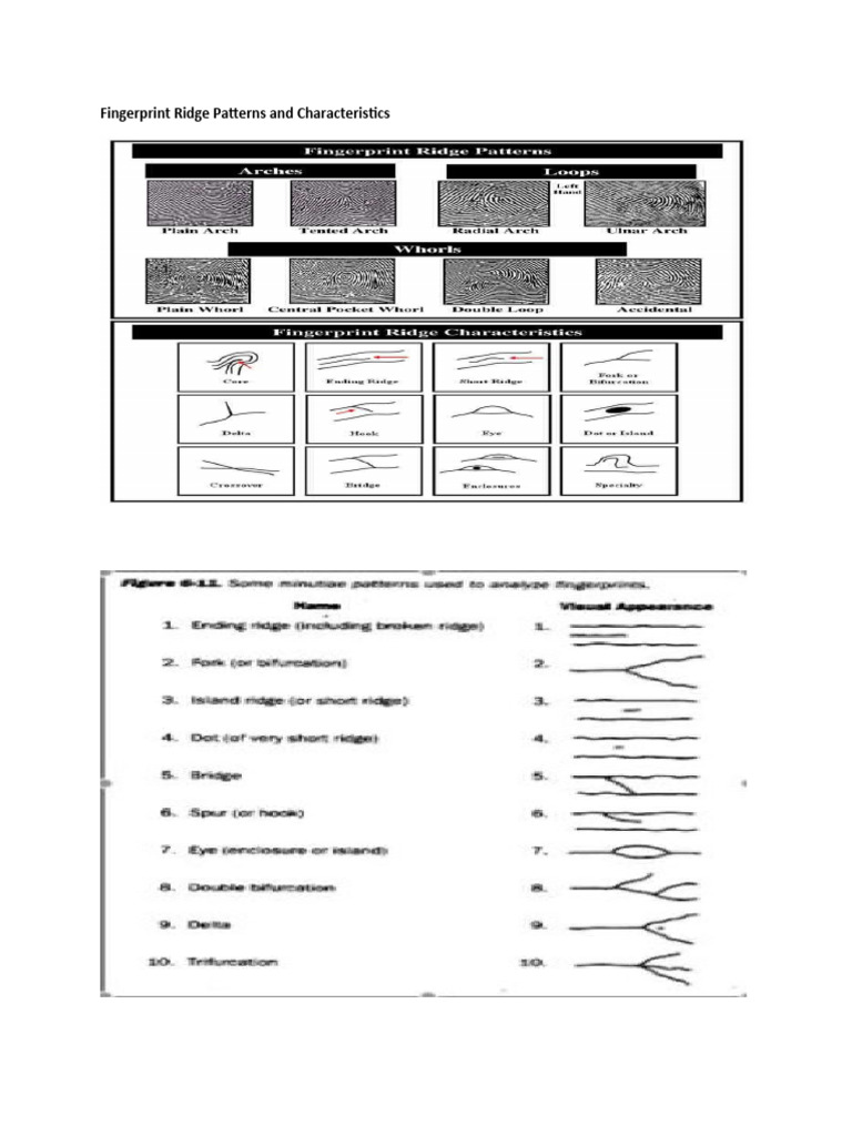 Fingerprint Ridge Patterns and Characteristics | PDF
