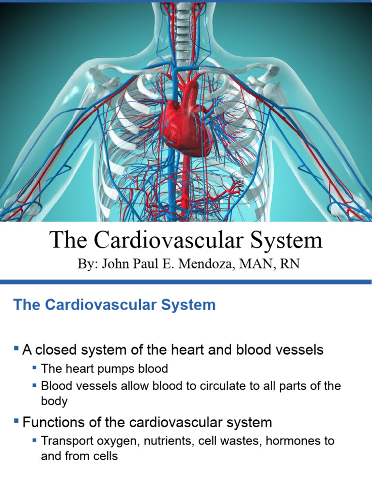 Heart Anatomy and Function Overview | PDF | Heart Valve | Heart