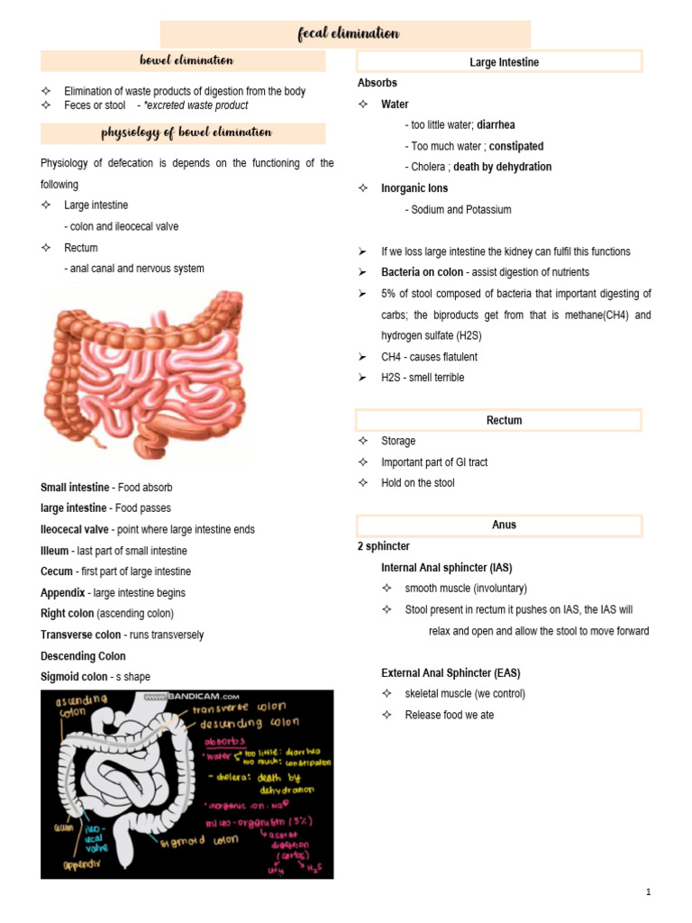 Bowel Elimination | PDF | Large Intestine | Human Feces