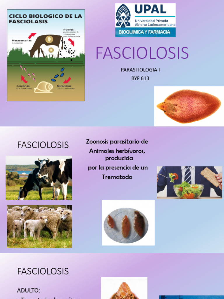 Fasiola Hepatica 1 | PDF | Especialidades Medicas | Medicina CLINICA