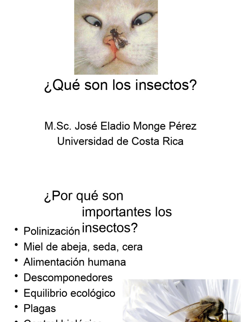 ¿Qué Son Los Insectos | PDF | Insectos | Hexapoda