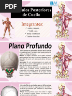 Musculos de La Nuca | PDF | Anatomía humana | Sistema musculoesquelético