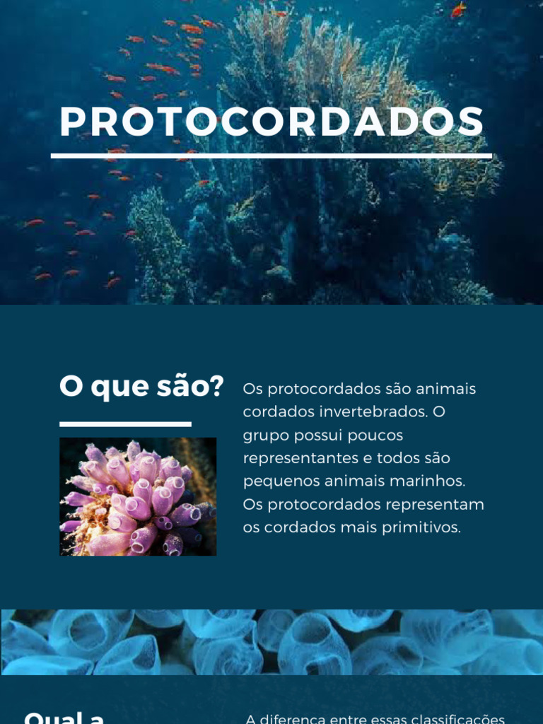 Protocordados: Características e Classificação | PDF | Estudos de ...