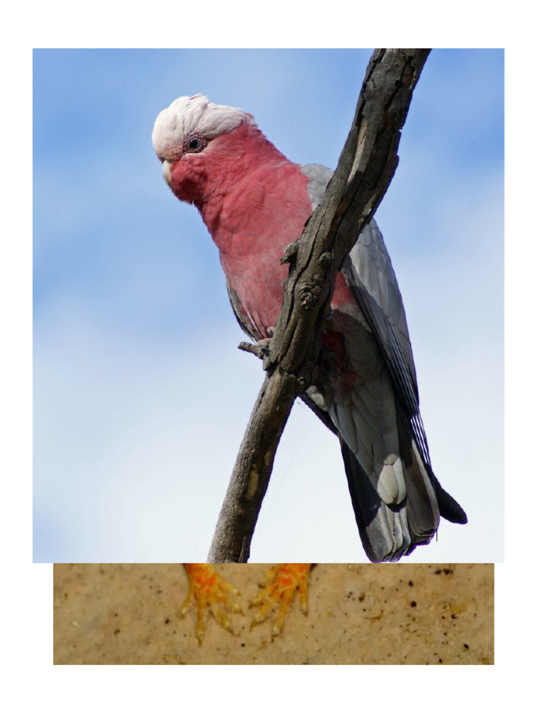 Galah and Oolah The Lizard | PDF