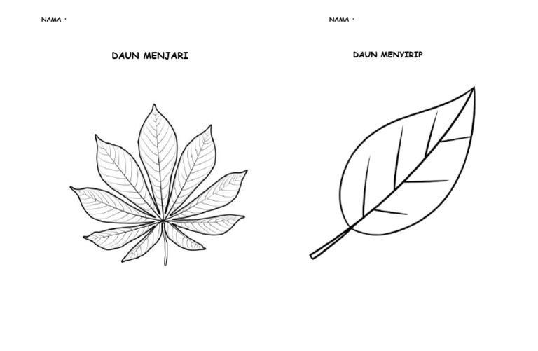 Perbedaan Daun Menjari Dan Menyirip | PDF