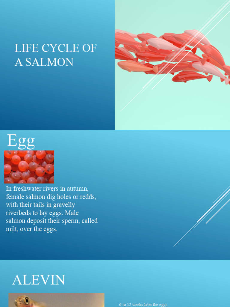 Salmon Life Cycle Stages Explained | PDF | Science & Mathematics